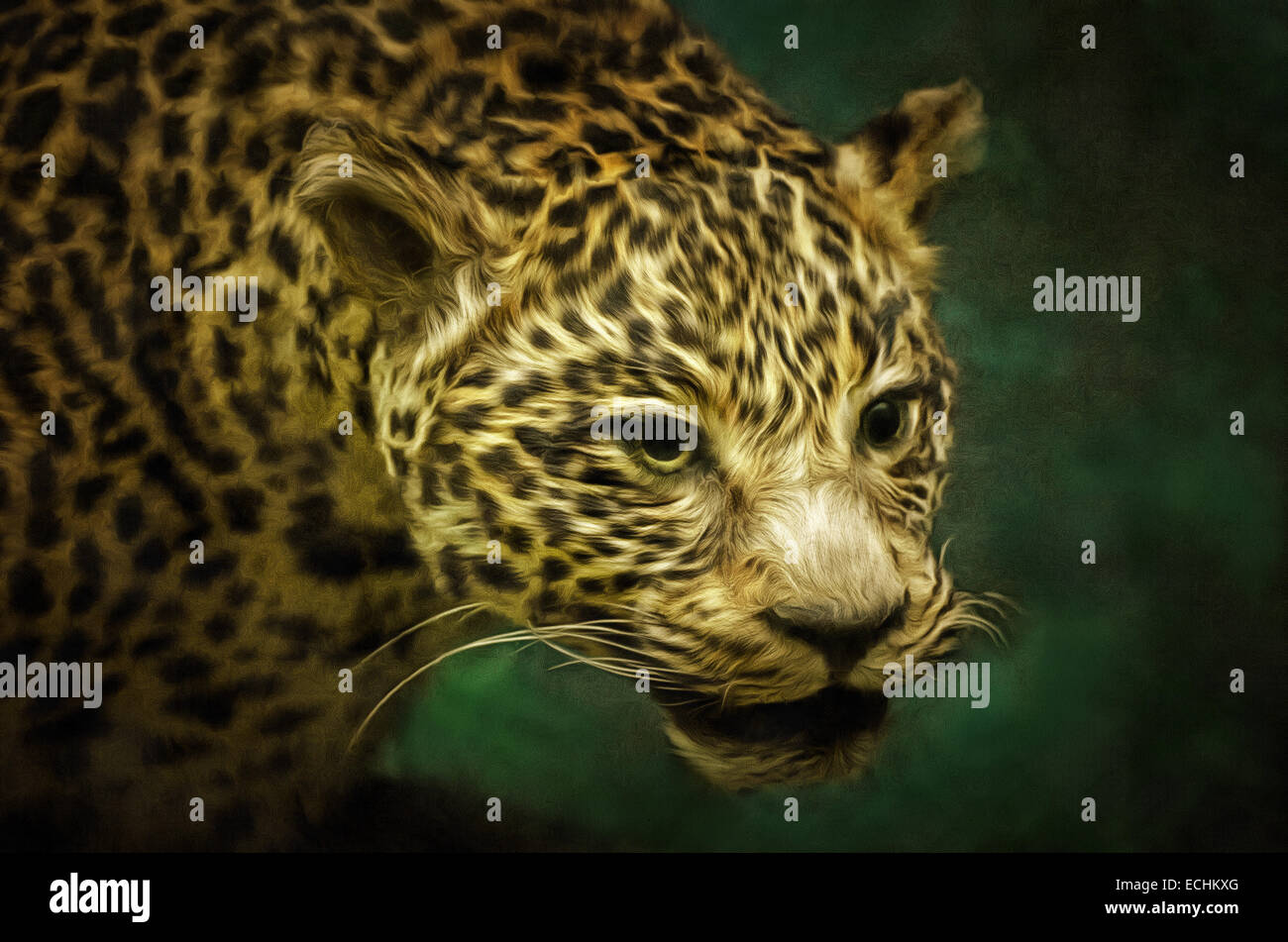 Panthera pardus illustration hi-res stock photography and images - Alamy
