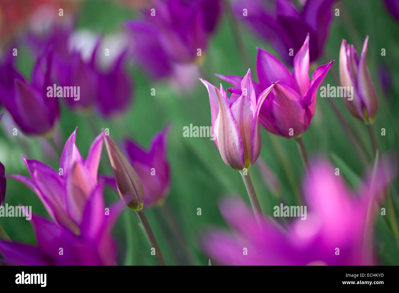 Beautiful pink tulips in garden Stock Photo - Alamy