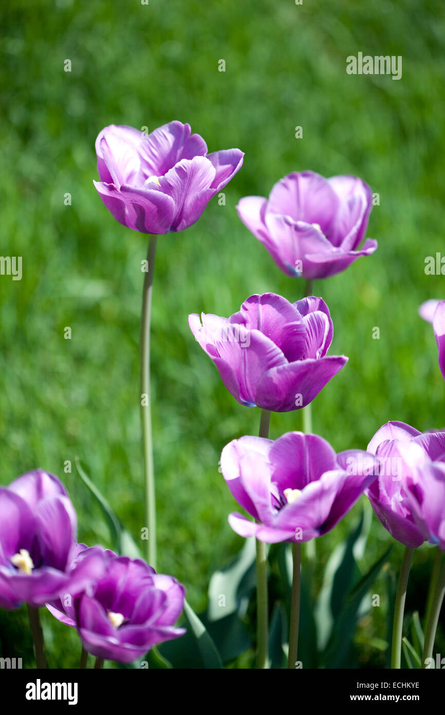 Beautiful pink tulips in garden Stock Photo - Alamy