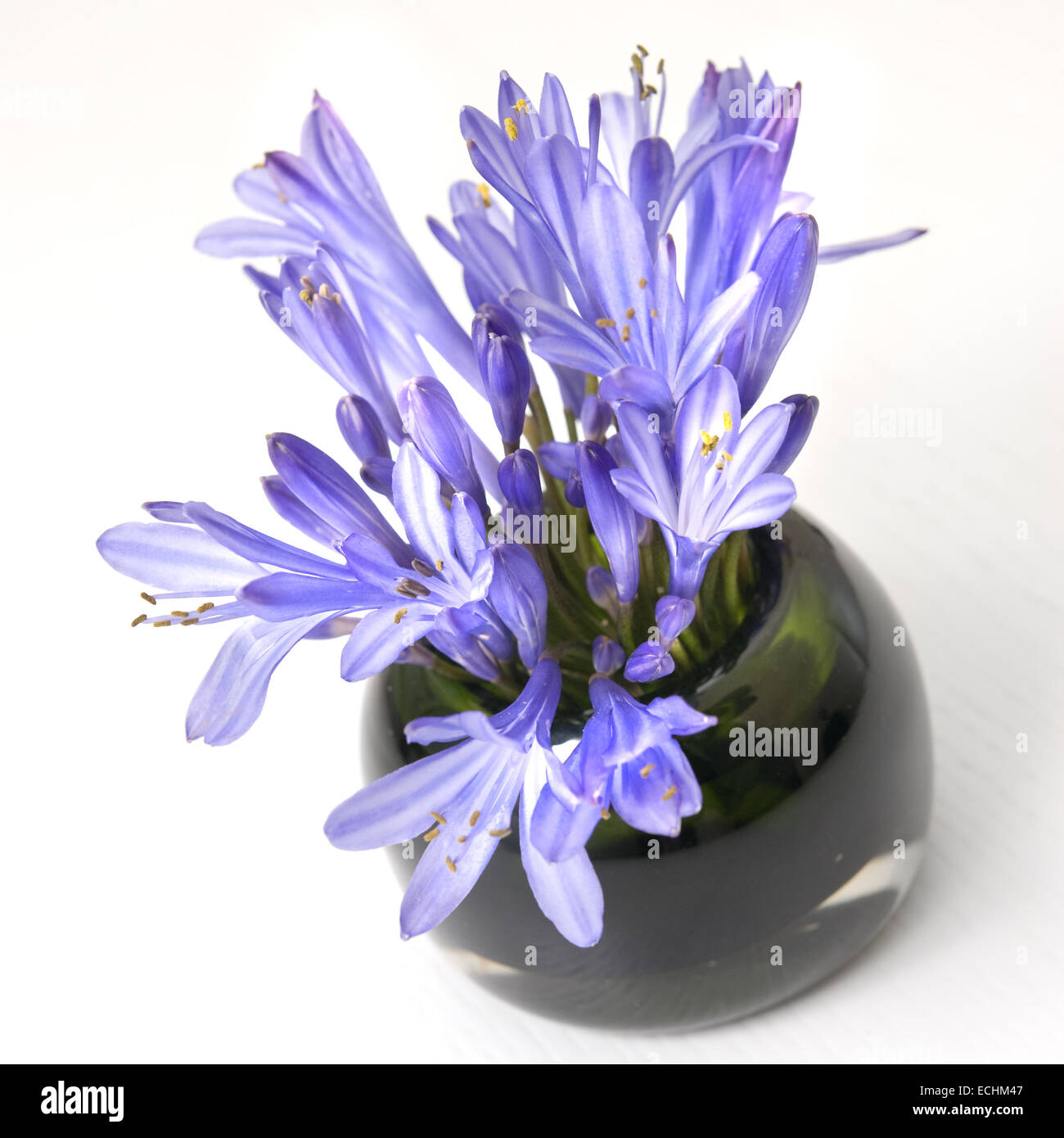 blue spring flowers Stock Photo - Alamy