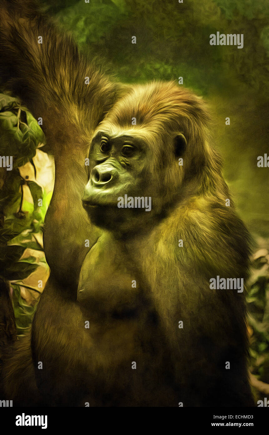 Gorilla genus hi-res stock photography and images - Alamy