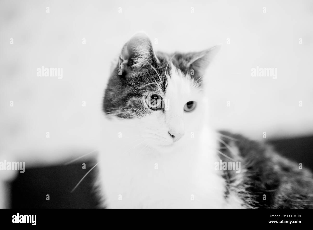 A cat in black and white looking to right Stock Photo - Alamy