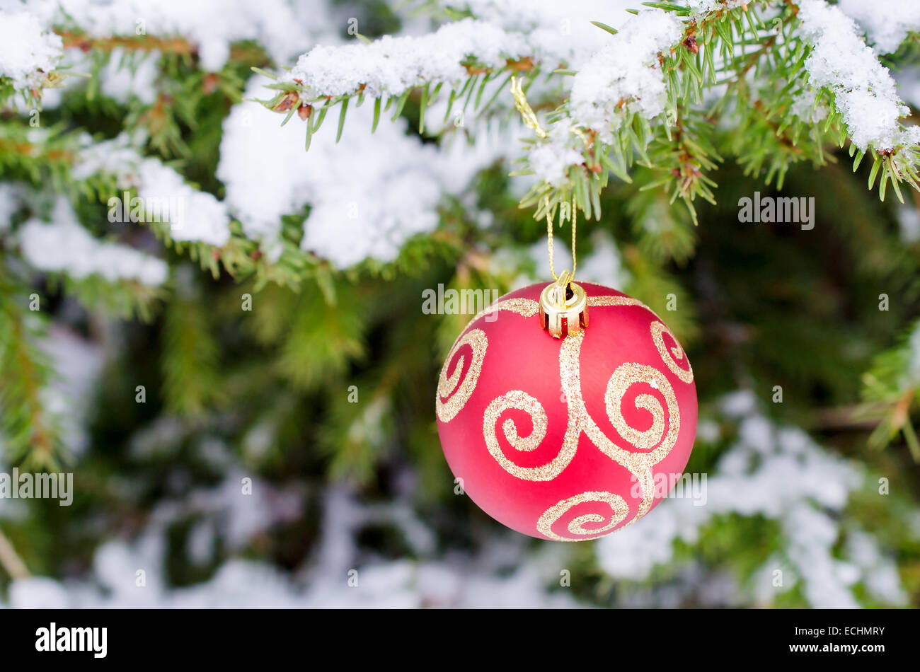 Christmas Red Ball hanging on snow-covered fir branch Stock Photo - Alamy
