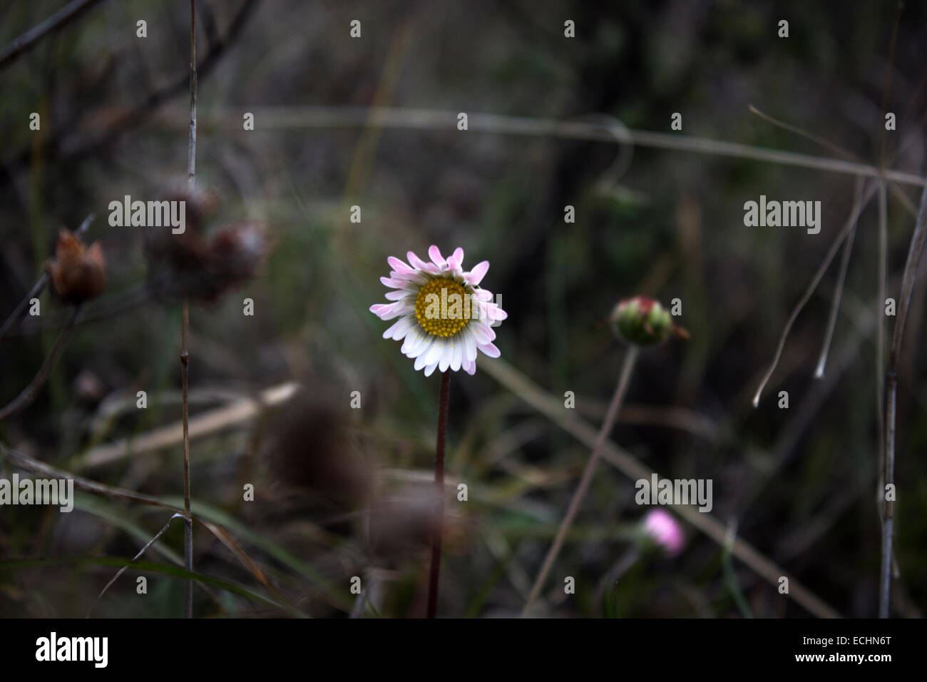 Scary flower hi-res stock photography and images - Alamy