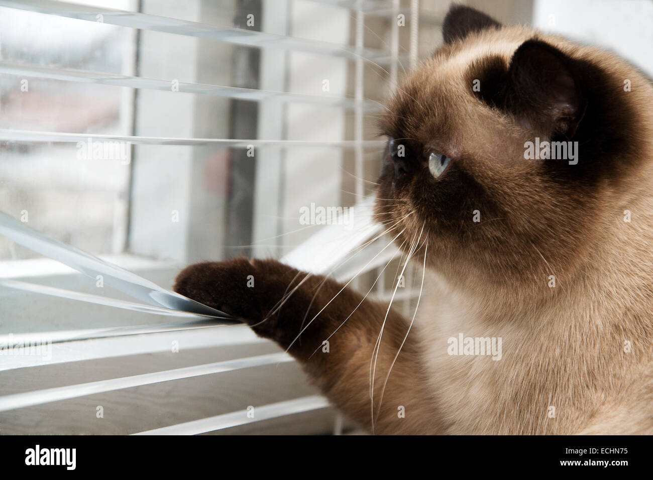 Cat looking outside through window blinds Stock Photo - Alamy