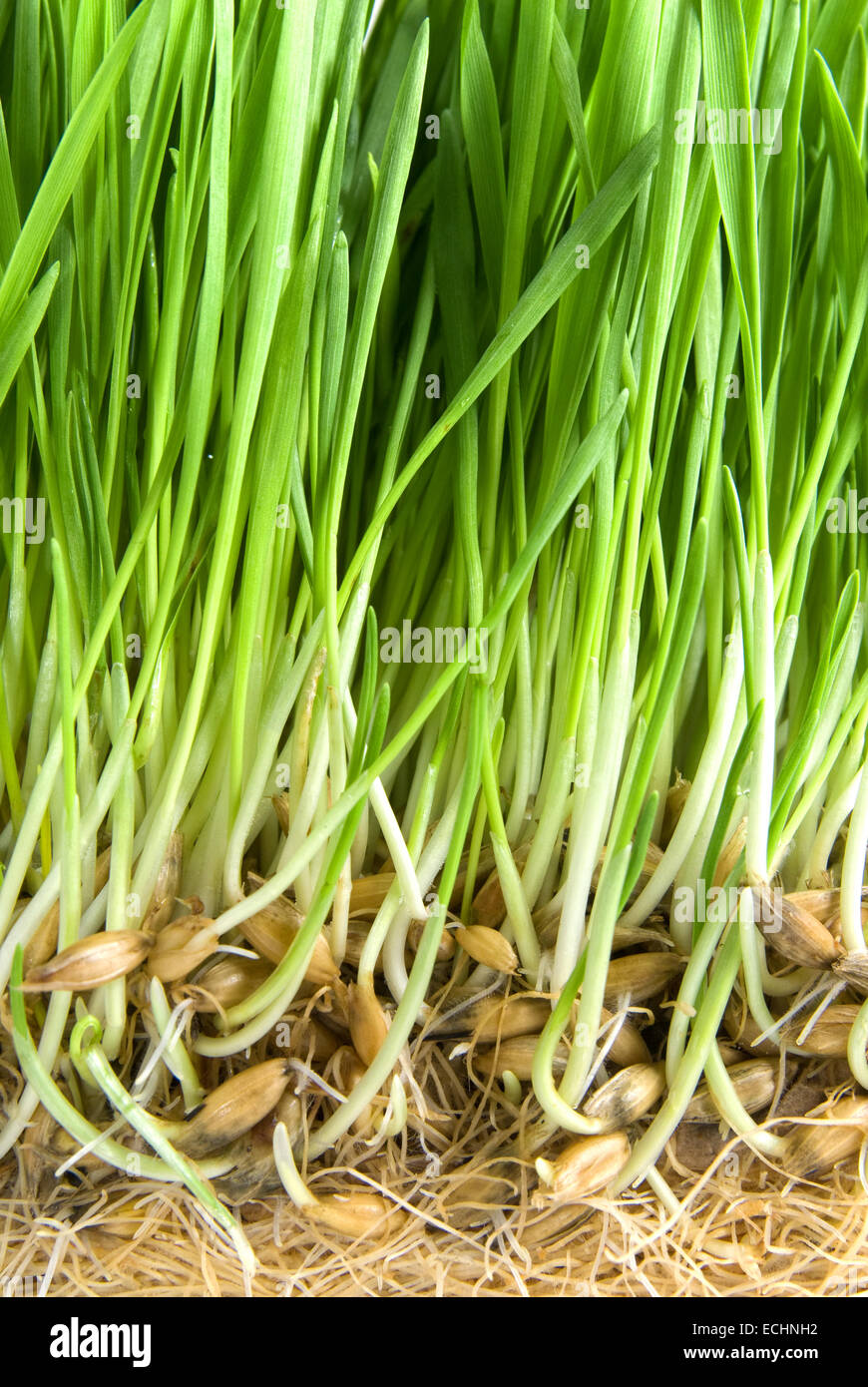close-up green grass with roots Stock Photo - Alamy