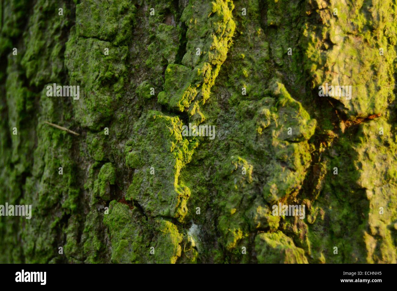 Bark texture on a tree trunk Stock Photo - Alamy