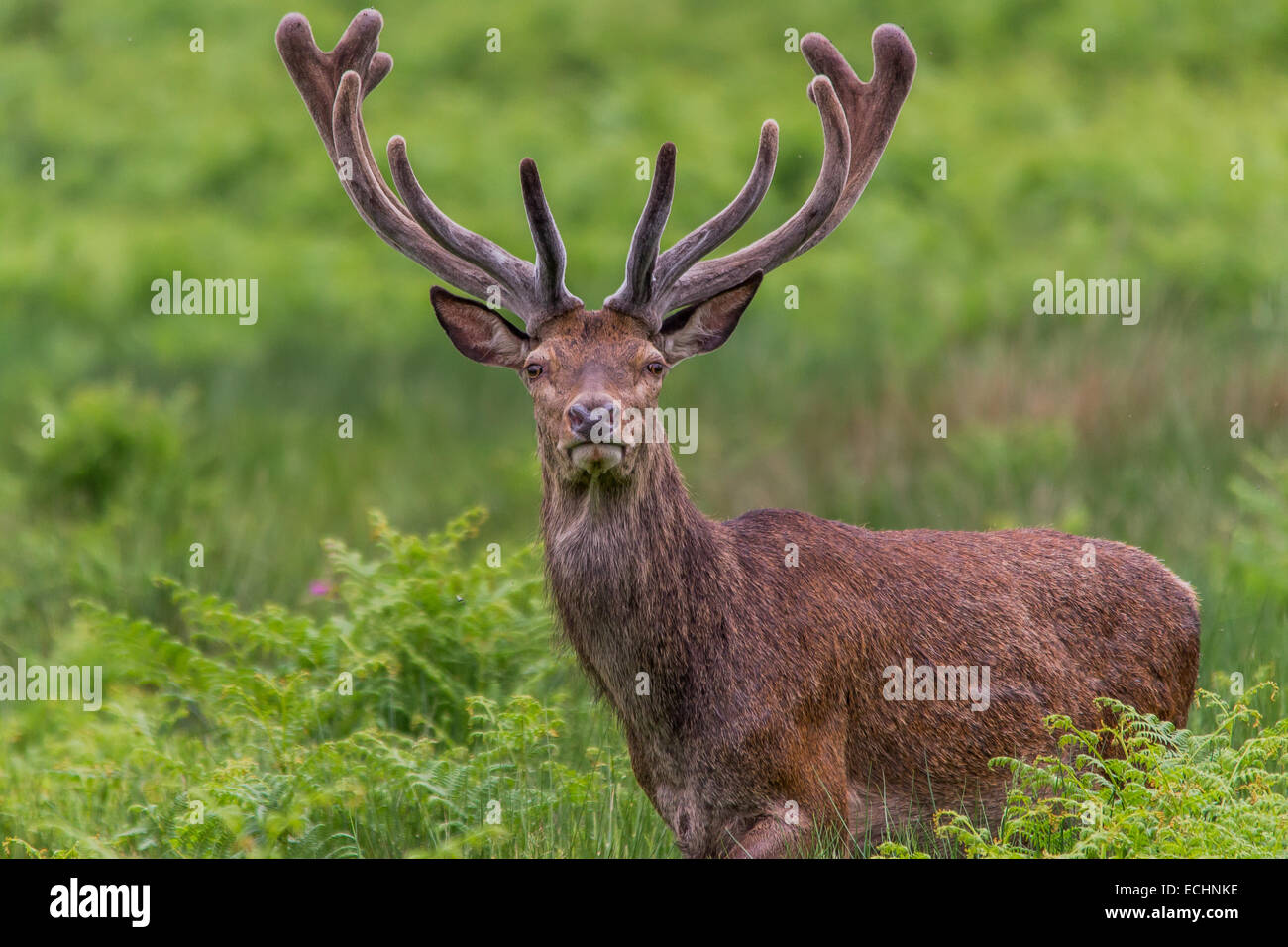 A male stag photographed in London's Richmond Park. The stag is in ...