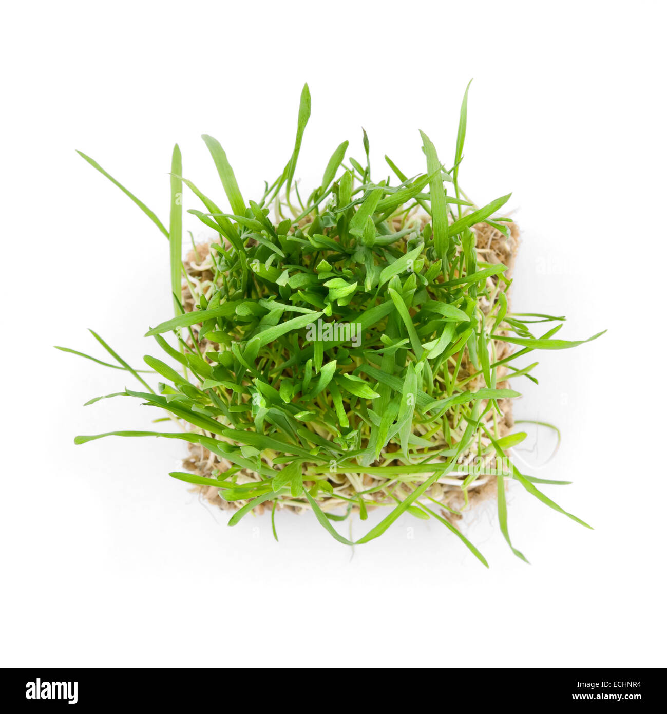 Grass roots Cut Out Stock Images & Pictures - Alamy