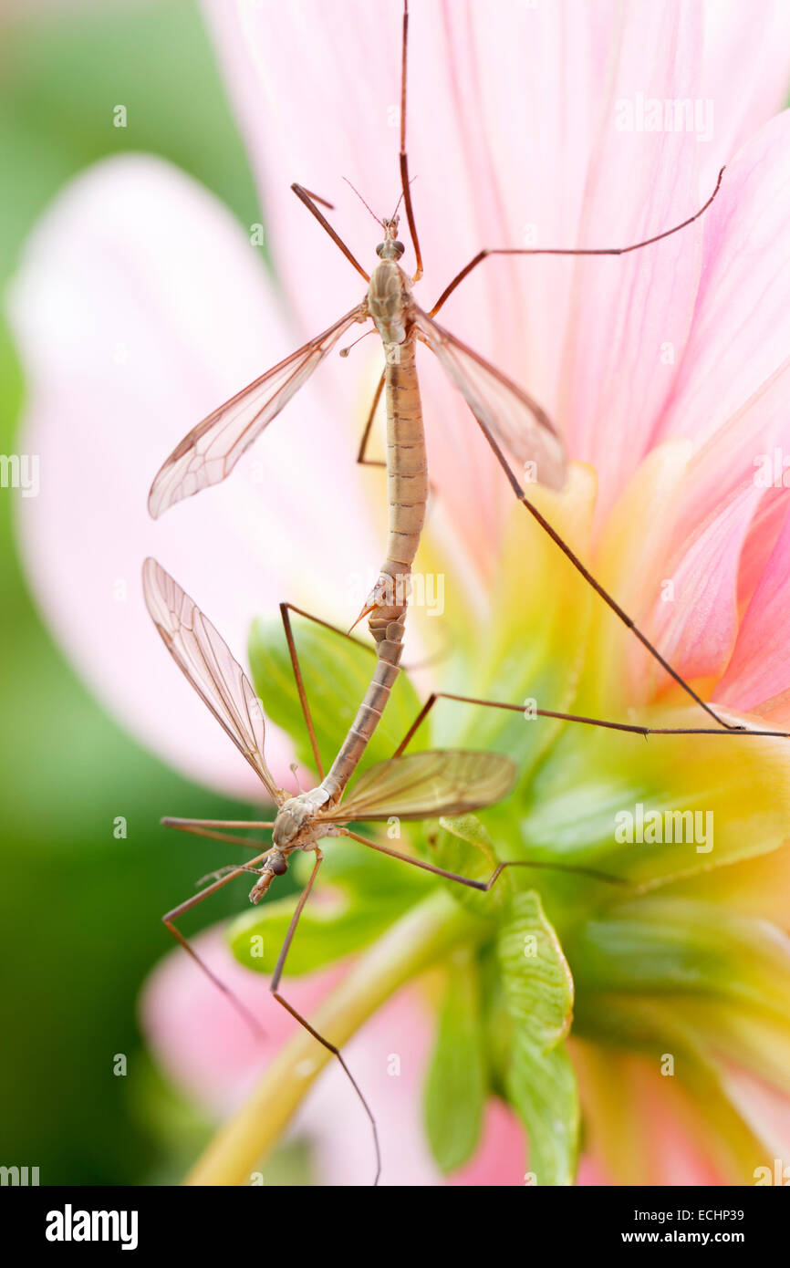 Crane flies hi-res stock photography and images - Alamy
