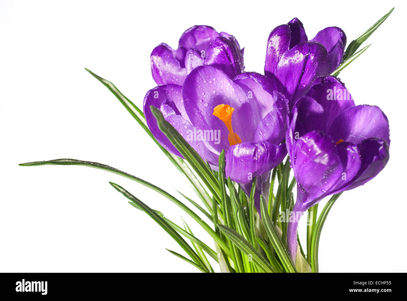 crocus bouquet with water drops isolated on white Stock Photo - Alamy