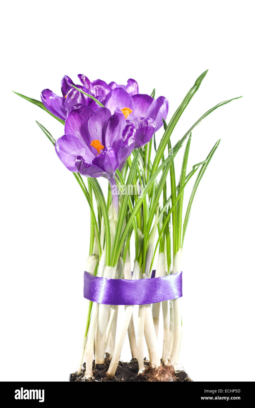 crocus bouquet isolated on white Stock Photo - Alamy