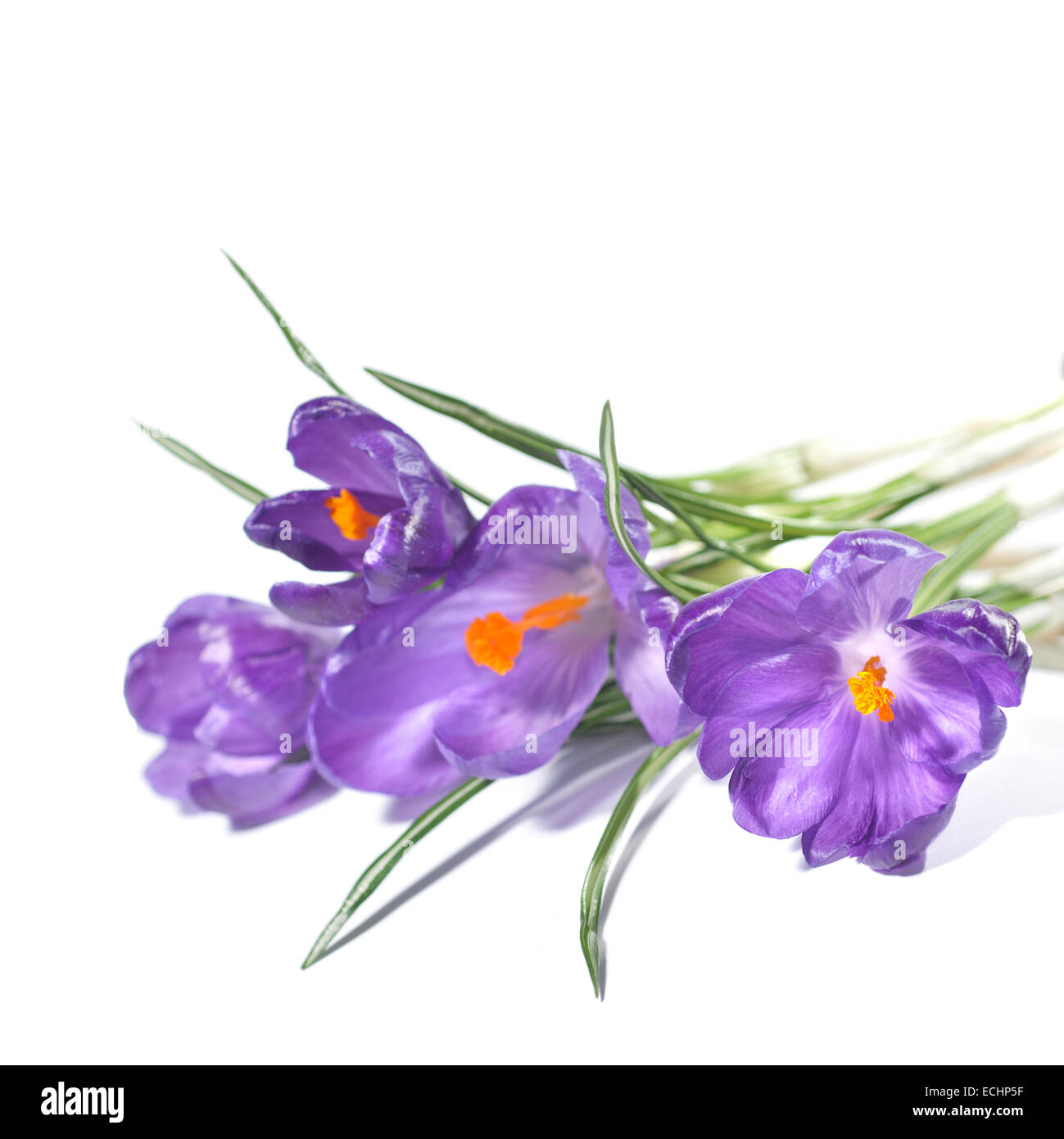 Light purple crocus flower Cut Out Stock Images & Pictures - Alamy