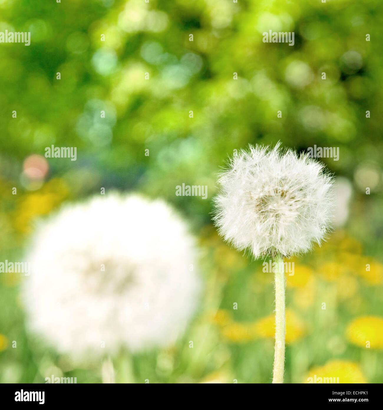 Dandelion evolution hi-res stock photography and images - Alamy