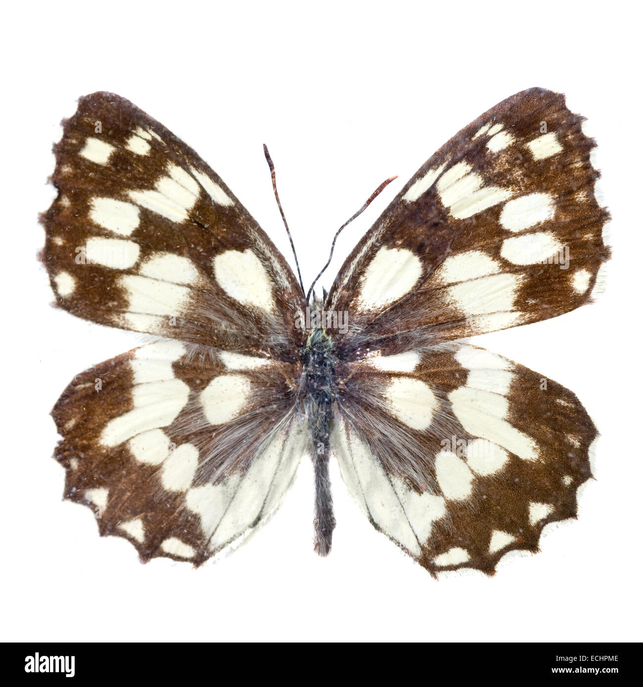 Butterfly side angle view hi-res stock photography and images - Alamy