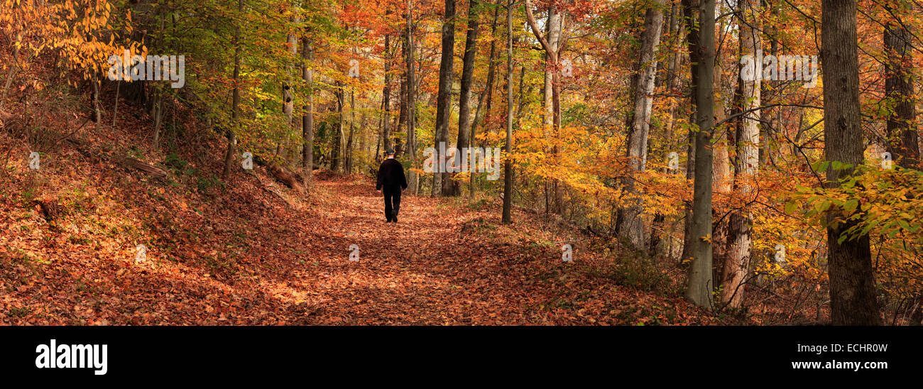 Man walking along forest trail in autumn Stock Photo - Alamy