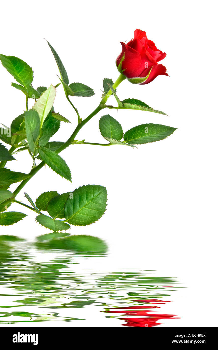 red rose with reflection isolated on white Stock Photo - Alamy