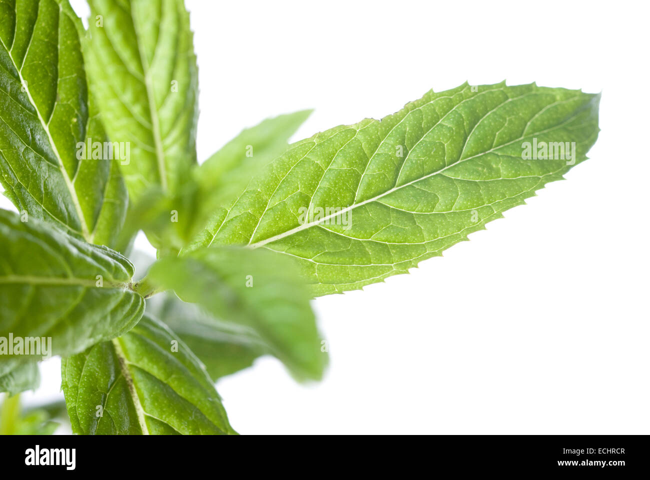 macro photo of green mint isolated on white Stock Photo - Alamy