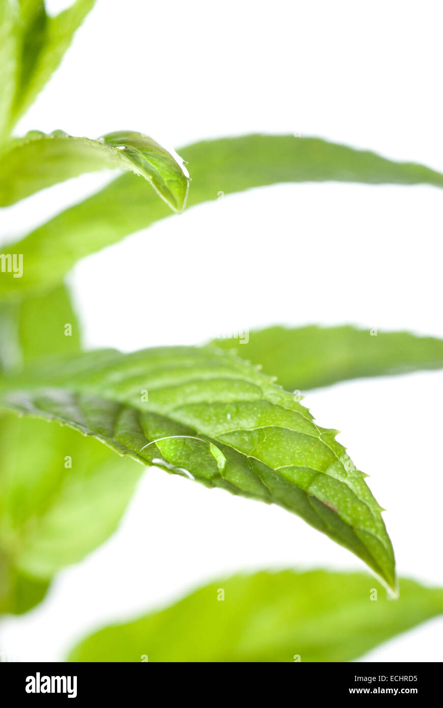 macro photo of green mint isolated on white Stock Photo - Alamy