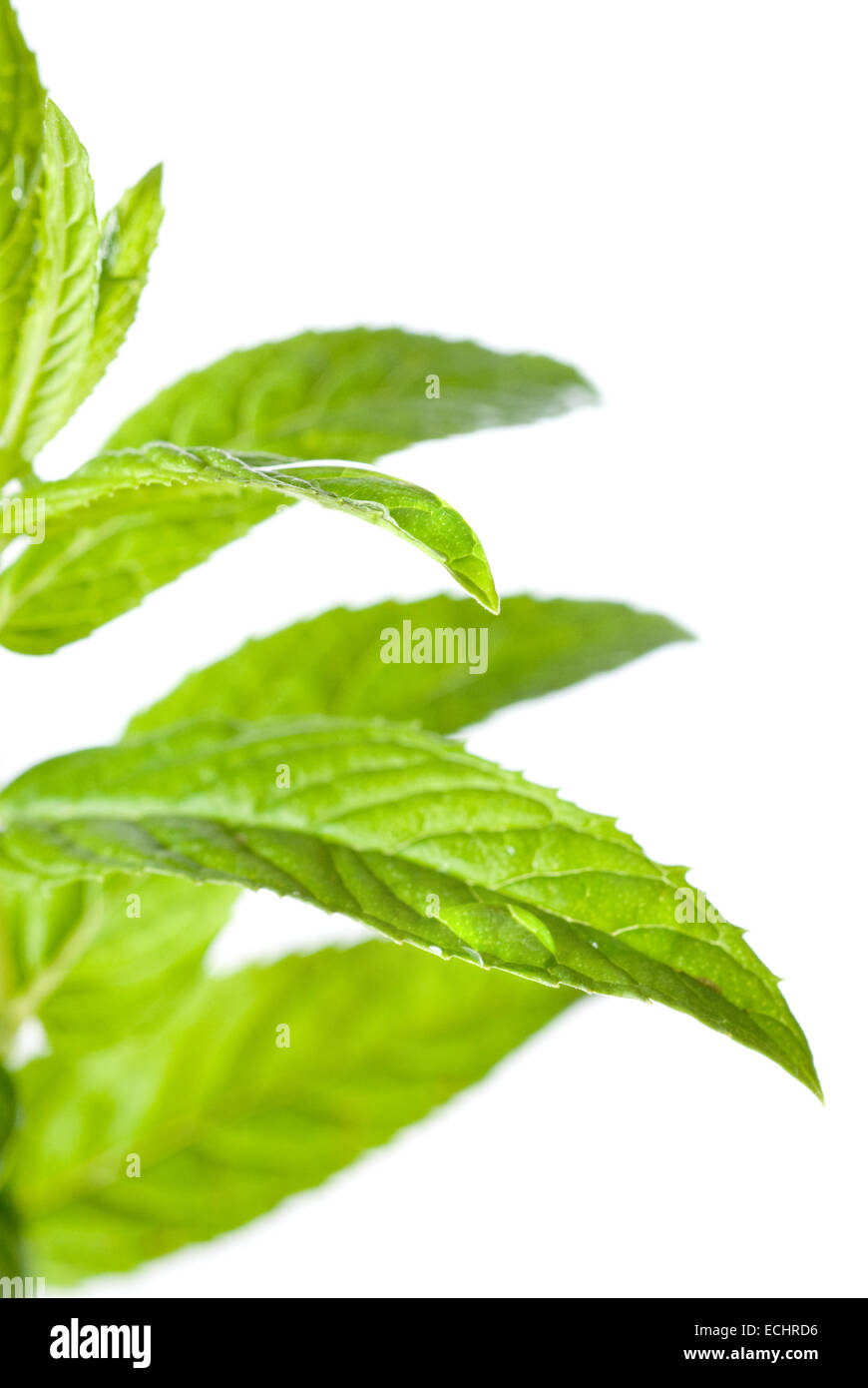 macro photo of green mint isolated on white Stock Photo - Alamy