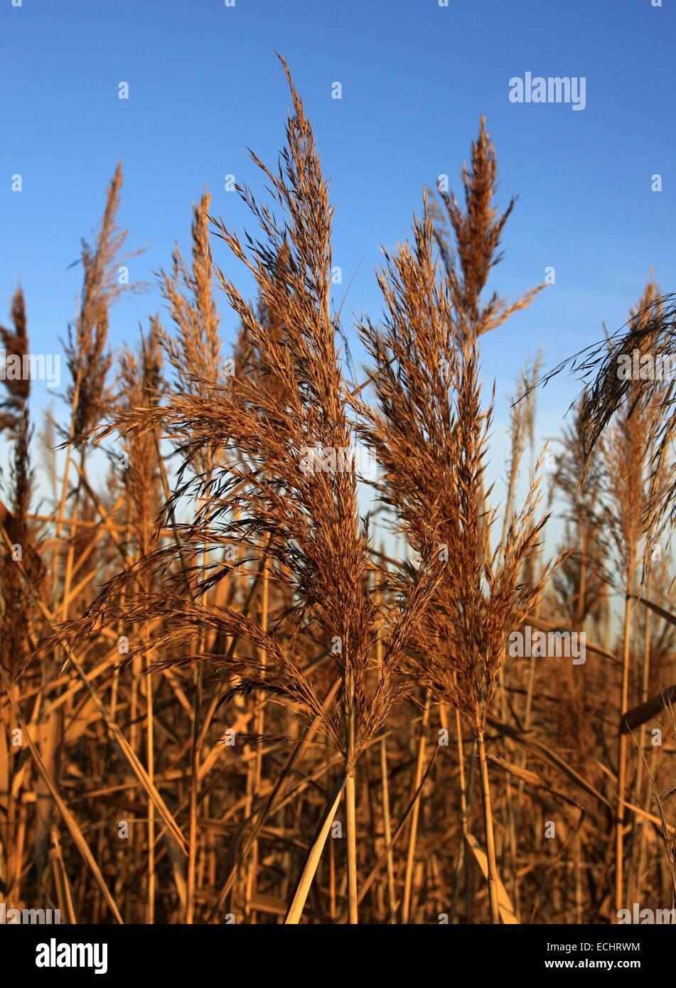 Uncultivated tall grass hi-res stock photography and images - Alamy
