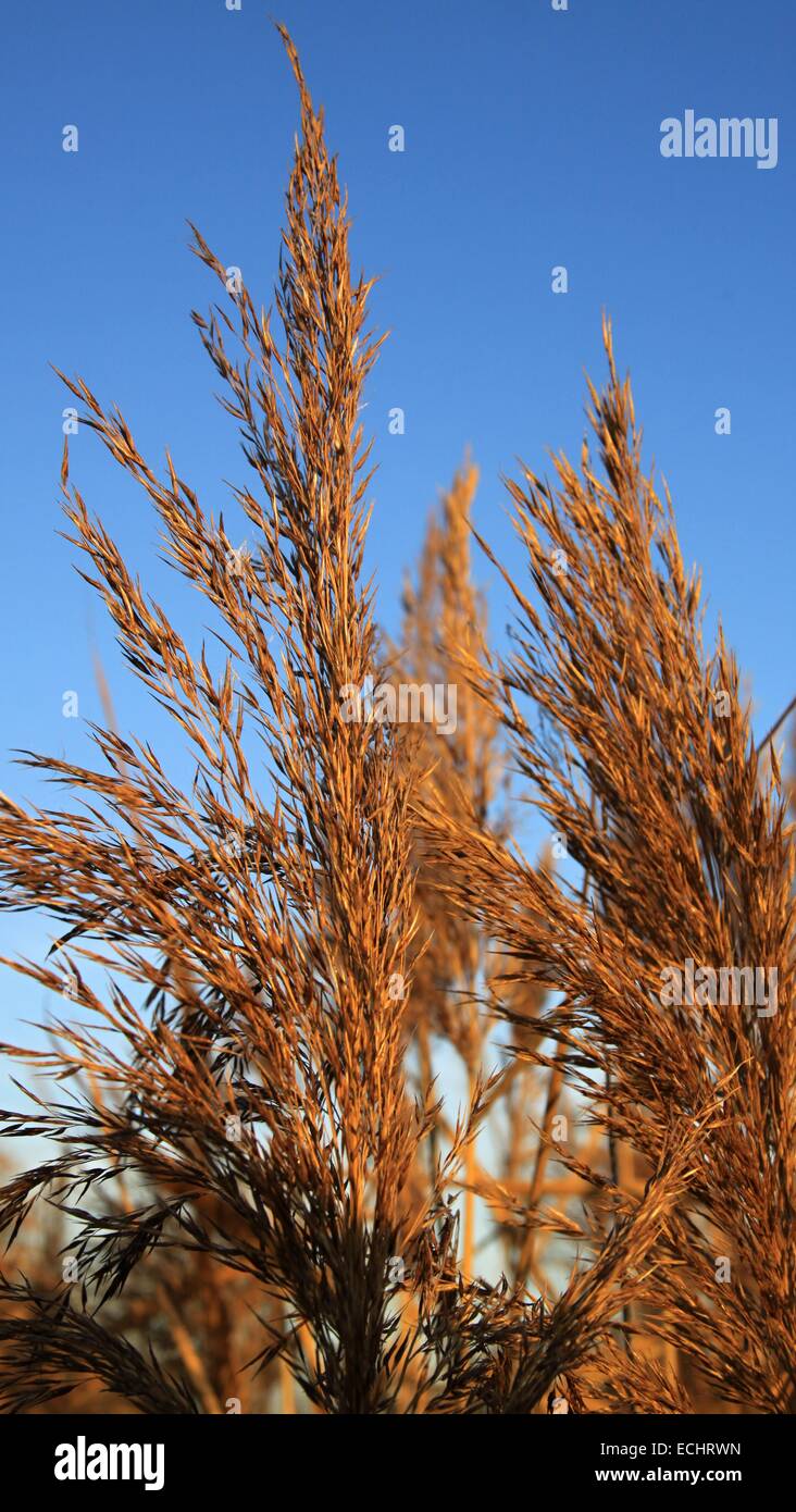 Uncultivated tall grass hi-res stock photography and images - Alamy