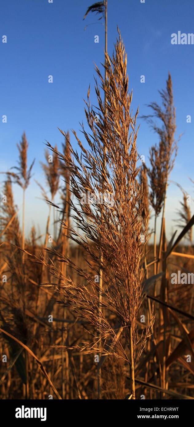 Uncultivated tall grass hi-res stock photography and images - Alamy