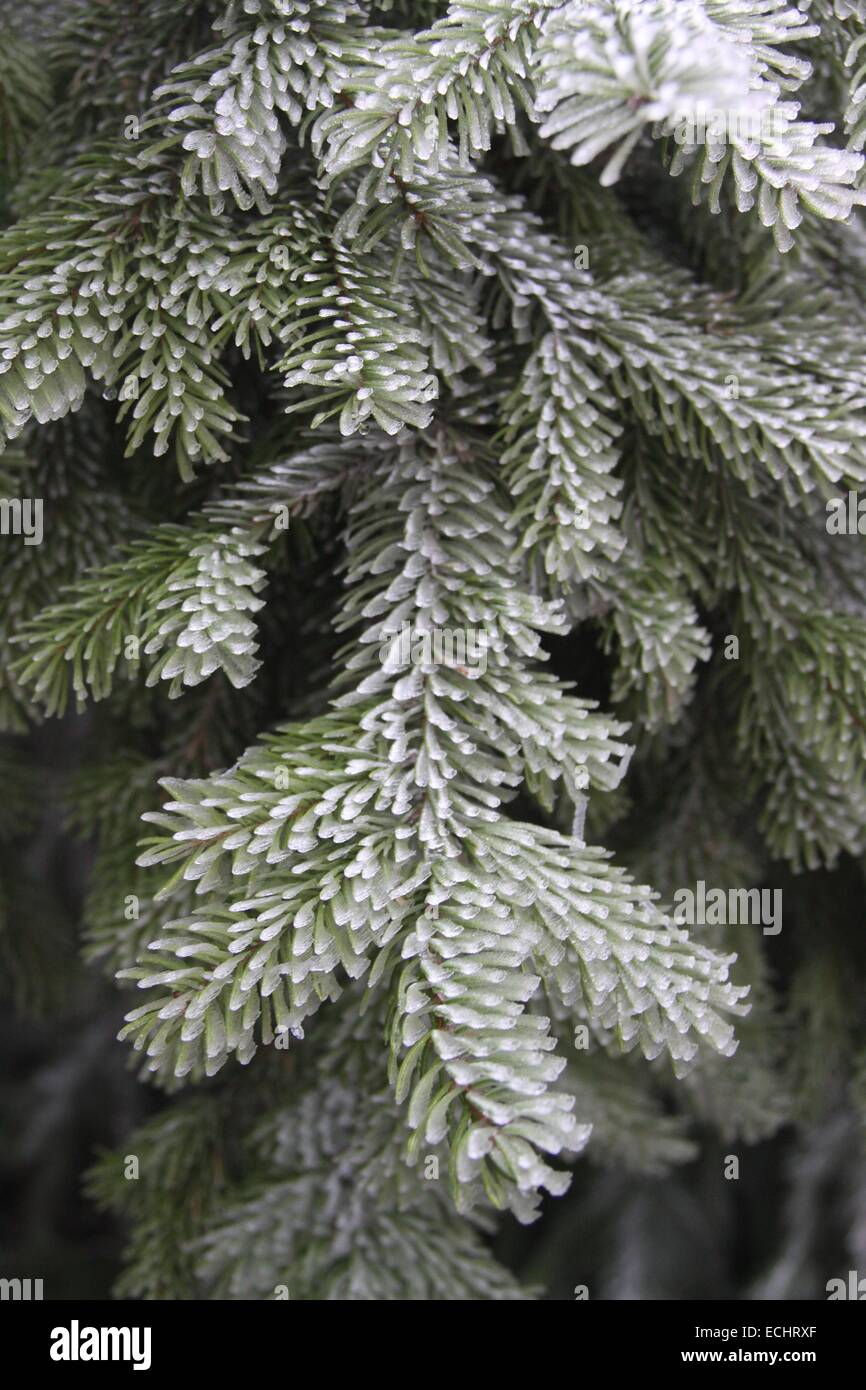 Glazed frost hi-res stock photography and images - Alamy