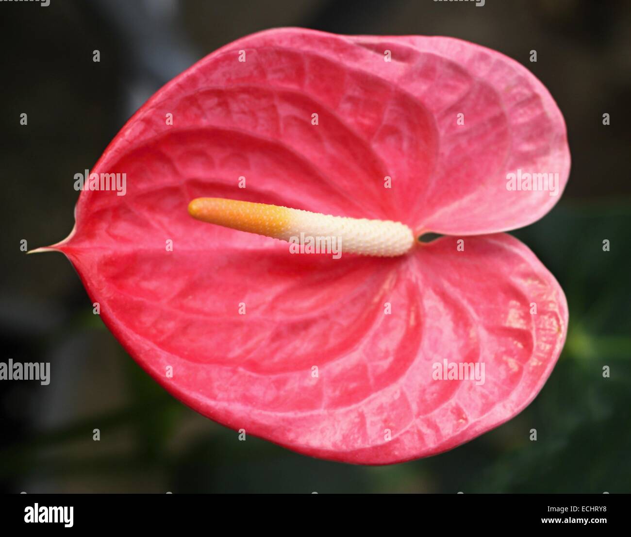 Rose Flamingo flower and natural background Stock Photo - Alamy