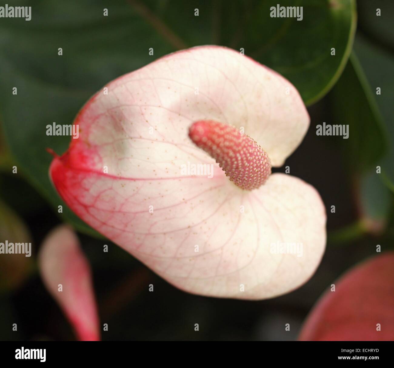 Rose Flamingo flower and green leaves Stock Photo - Alamy