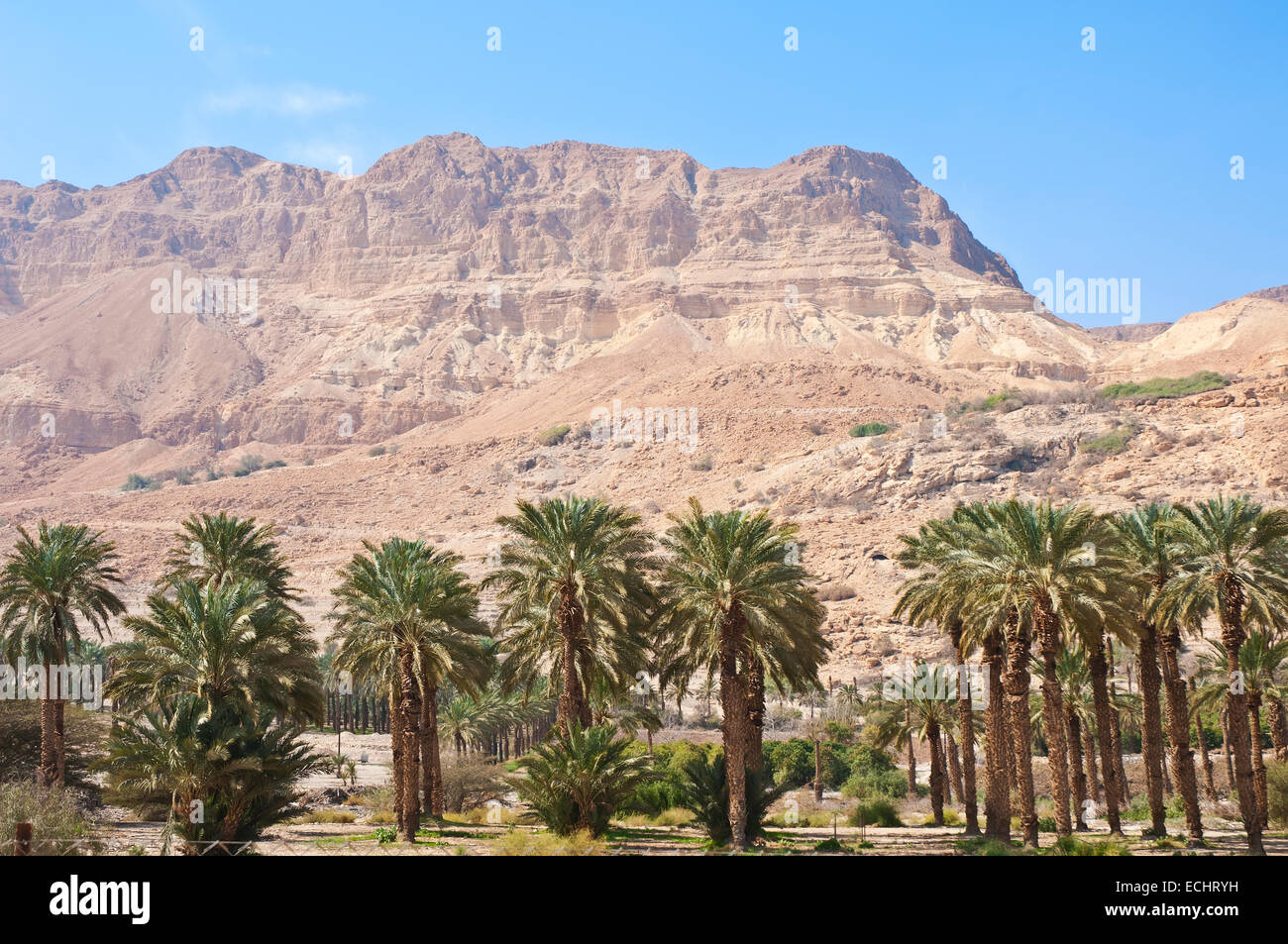 Ein Gedi Palm trees plantation, Israel Stock Photo - Alamy
