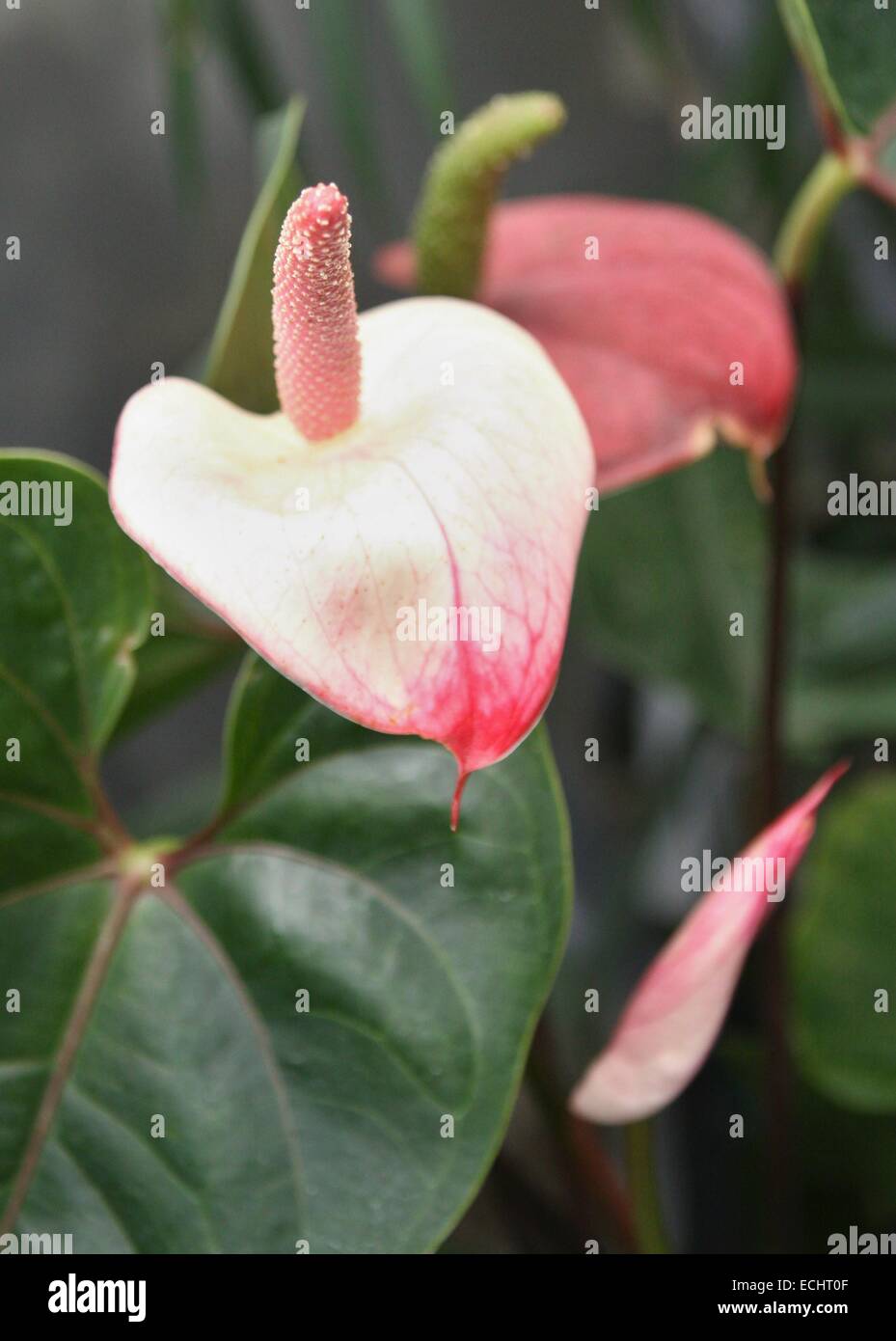 Rose Flamingo flower and green leaves Stock Photo - Alamy