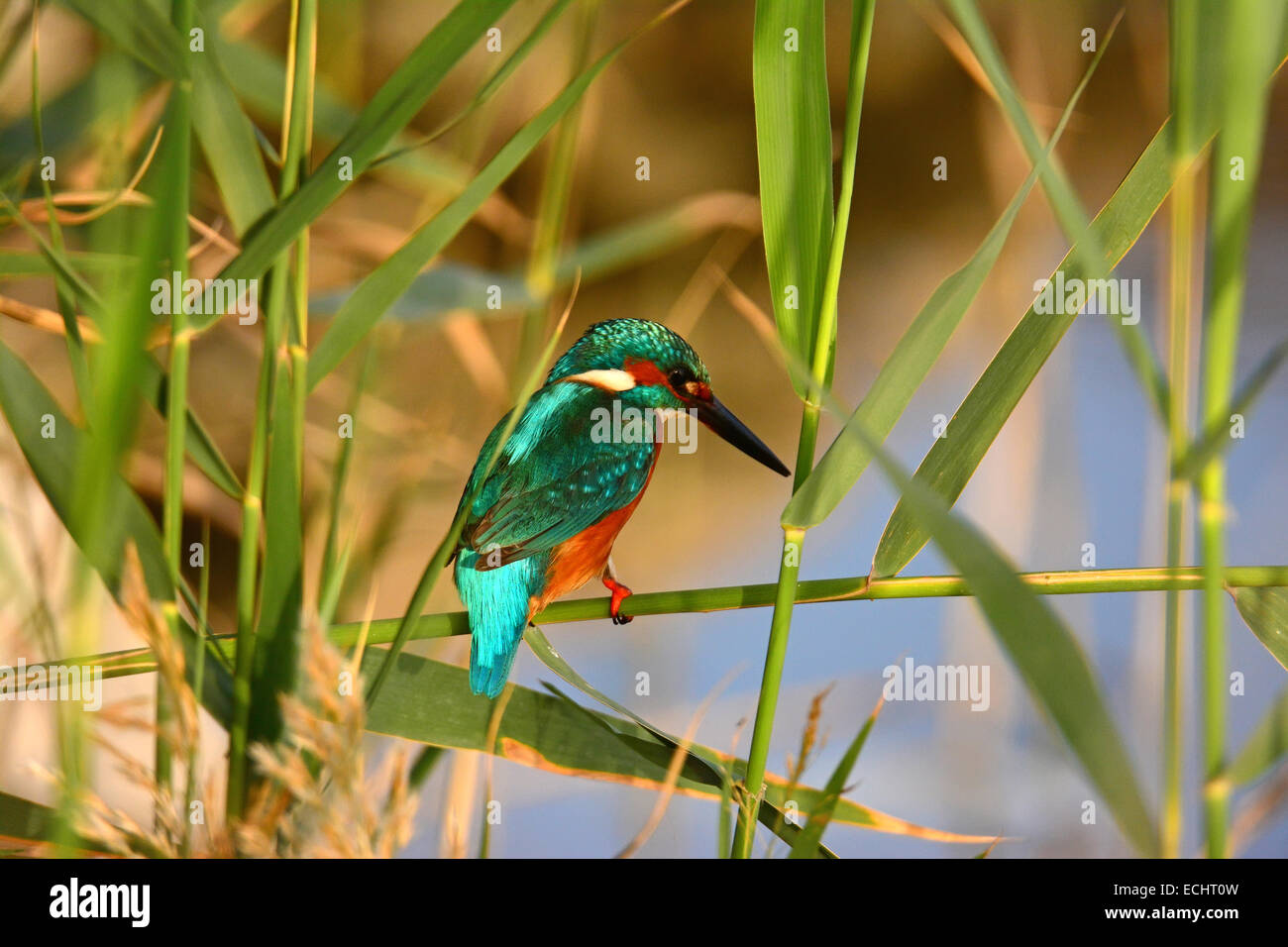 Common Kingfisher High Resolution Stock Photography and Images - Alamy
