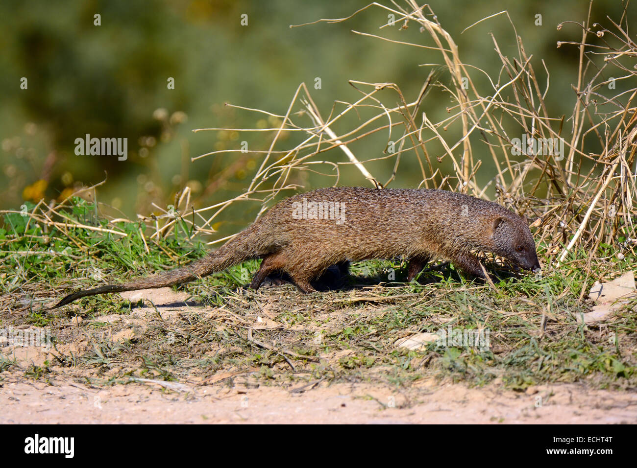 Ichneumon mongoose herpestes ichneumon hi-res stock photography and ...