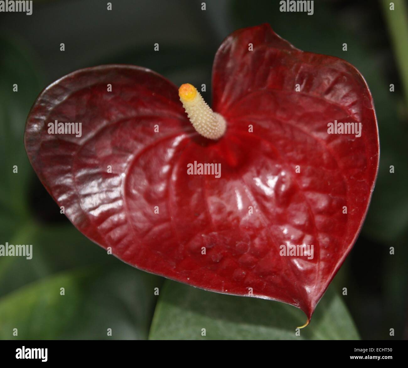 Red Flamingo flower and nature background Stock Photo - Alamy