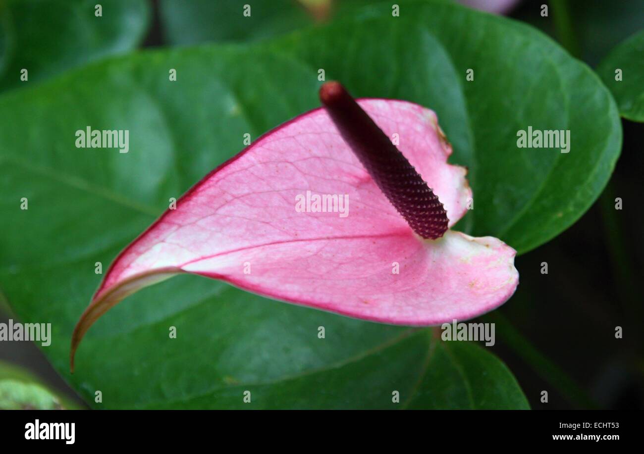 Rose Flamingo flower and nature background Stock Photo - Alamy