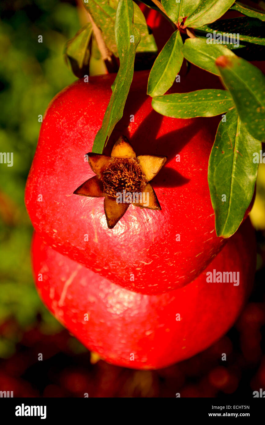 Ornamental pomegranate tree hi-res stock photography and images - Alamy