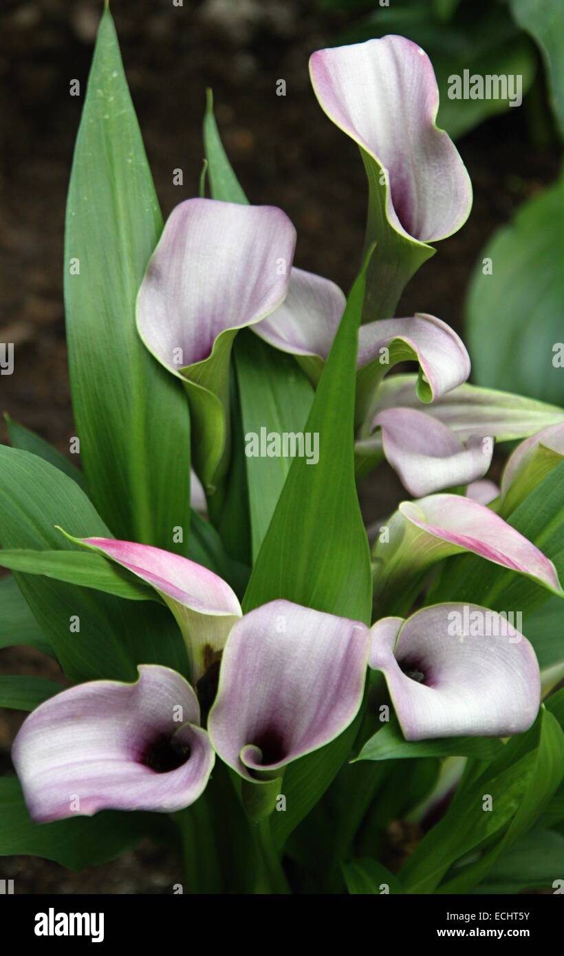 Lily nature plant hi-res stock photography and images - Alamy