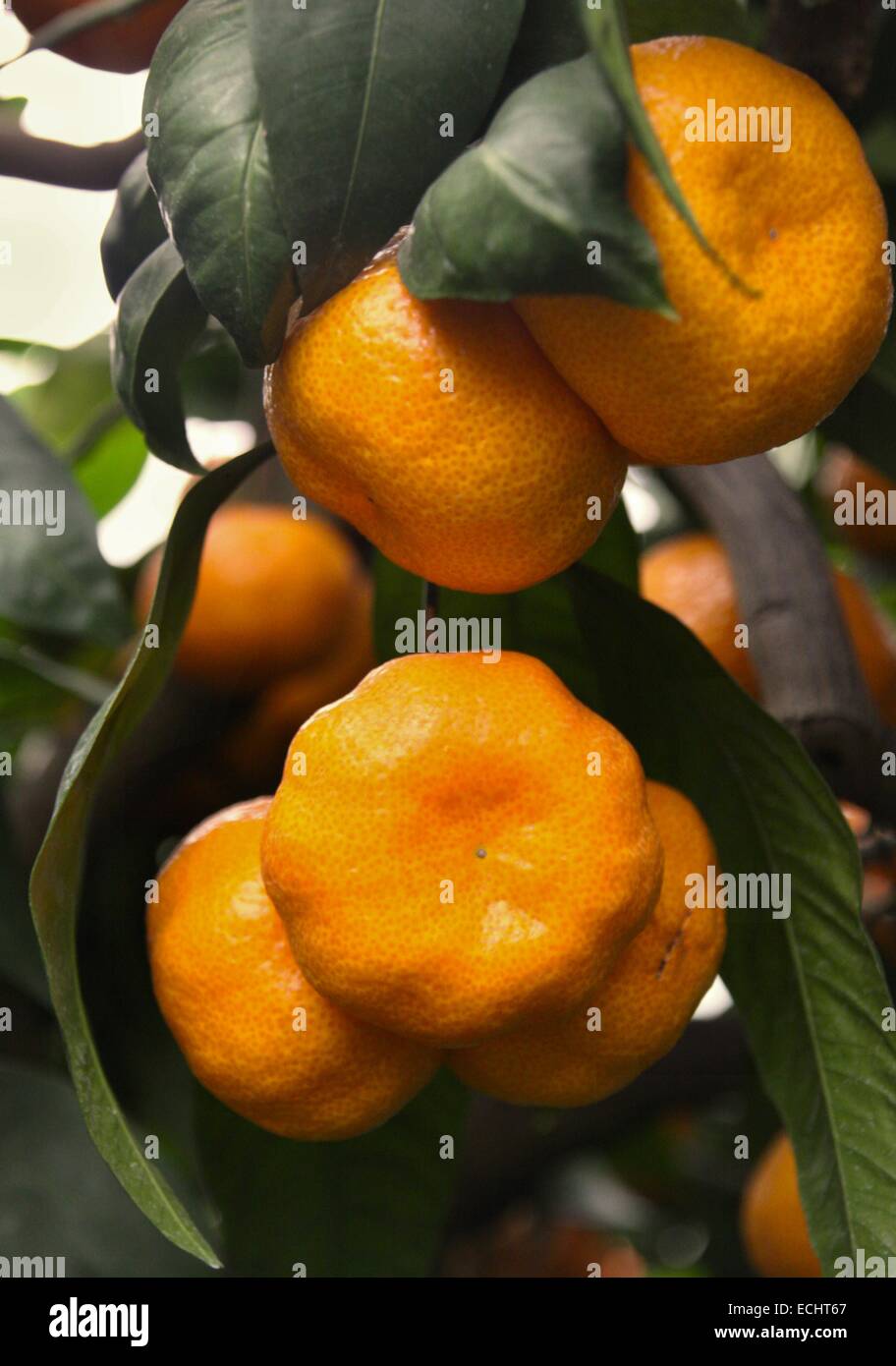 Green leaves tangerine tree hi-res stock photography and images - Alamy