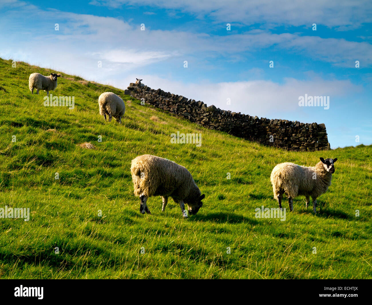 Sheep grazing on hillside near Buxton in the Peak District National ...