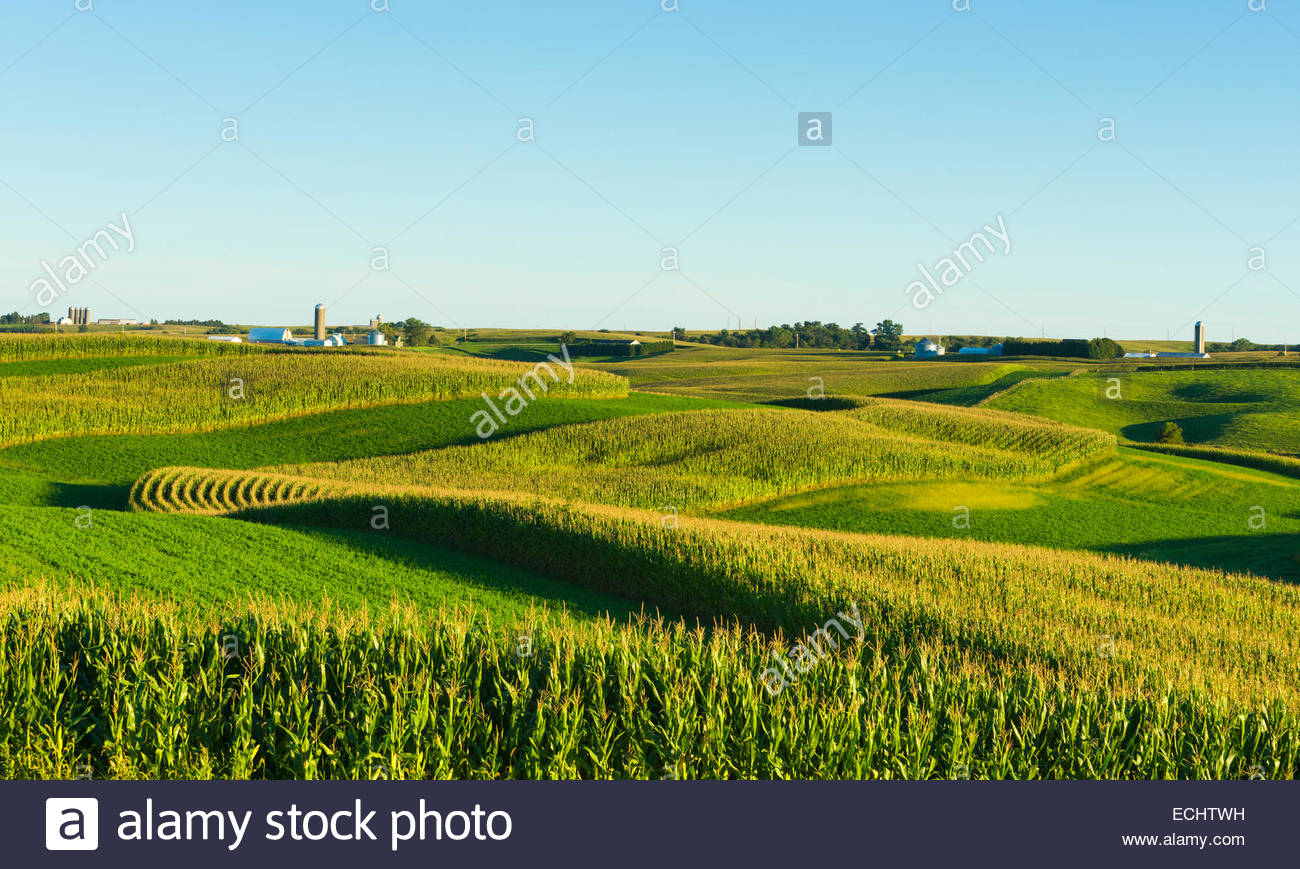 Alfalfa And Corn Stock Photos & Alfalfa And Corn Stock Images - Alamy
