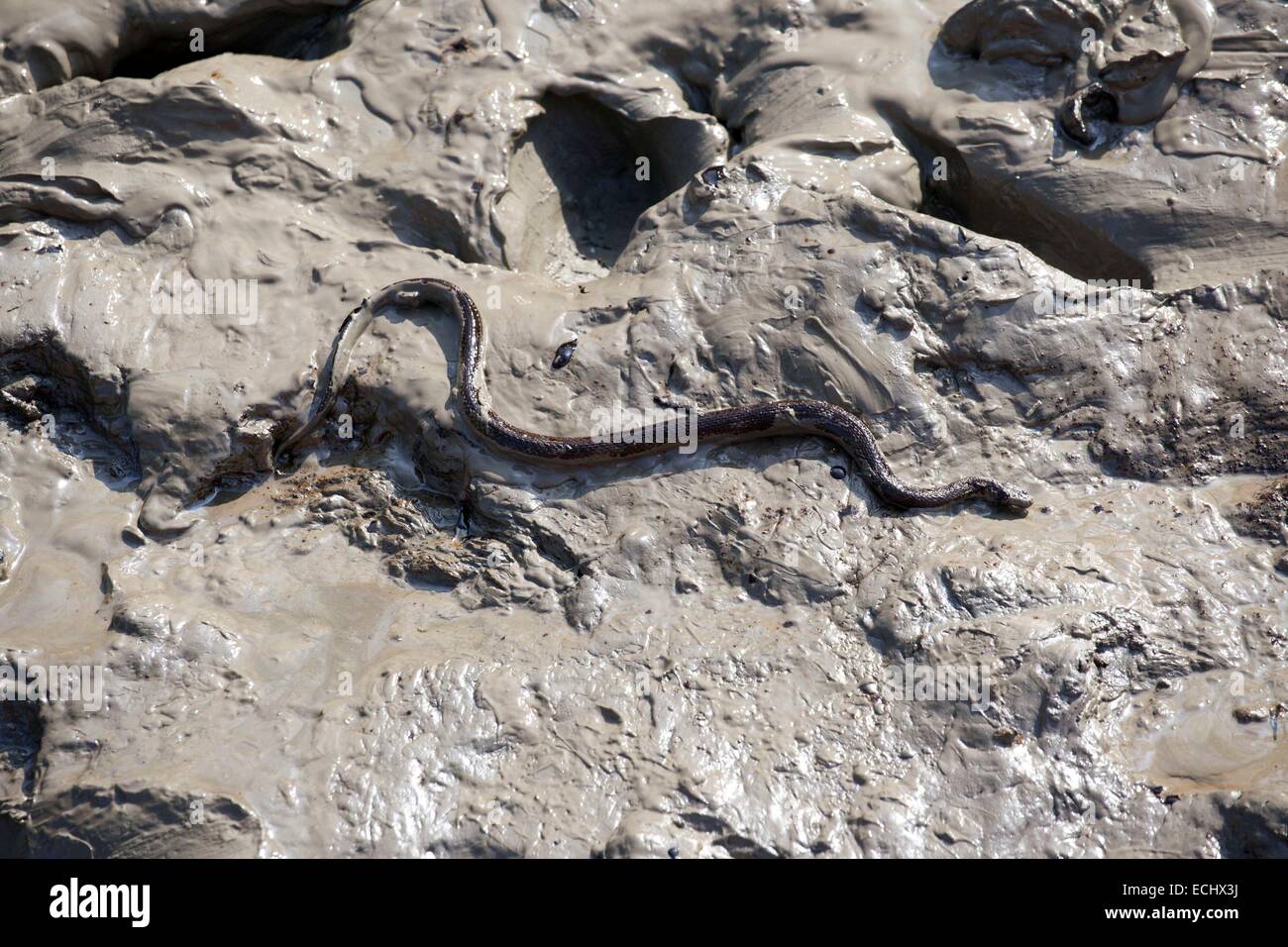 Mongla, Bagerhat, Bangladesh. 14th Dec, 2014. Local people rescued a ...
