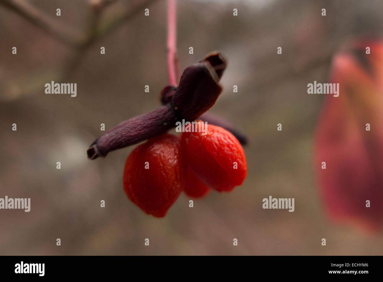 Burning bush aril Stock Photo - Alamy