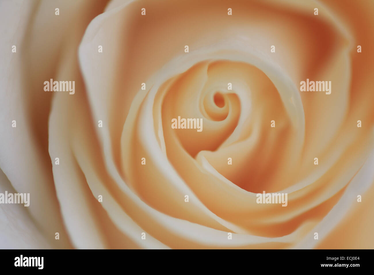 Macro of white rose petals Stock Photo - Alamy