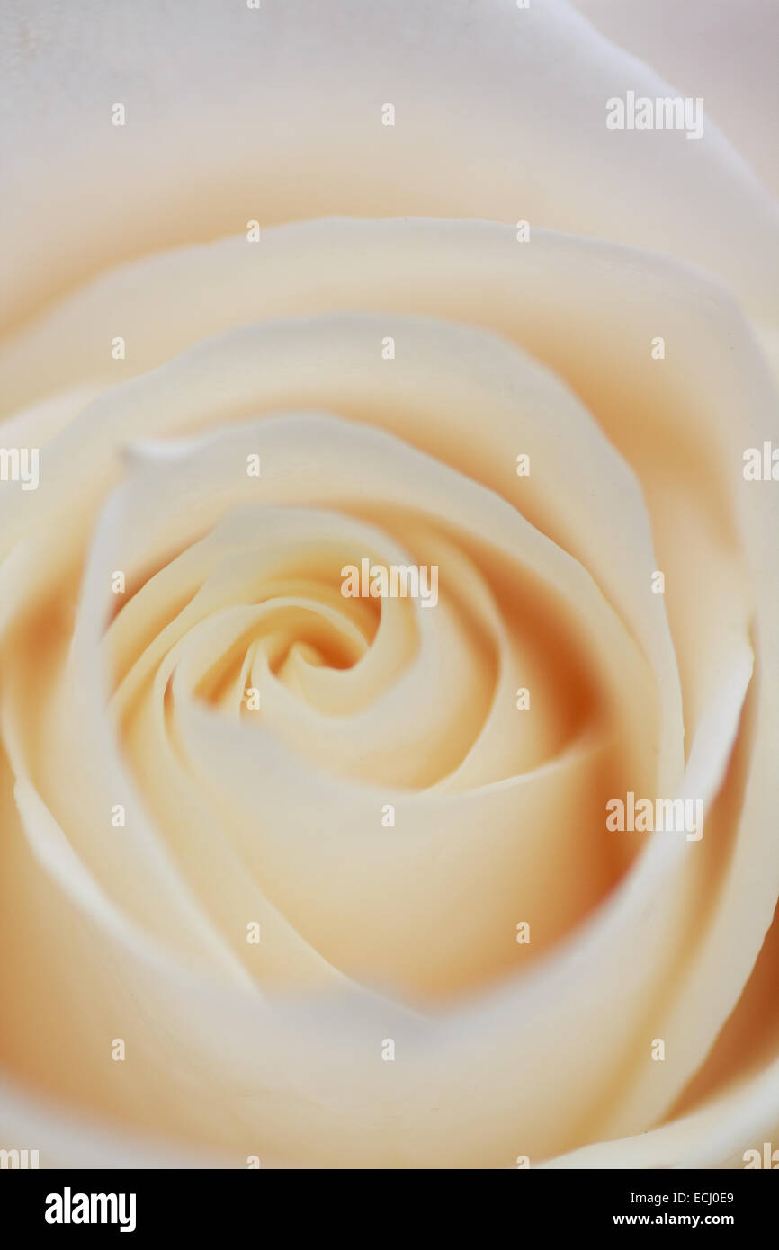 Open White Rose Stock Photo - Alamy