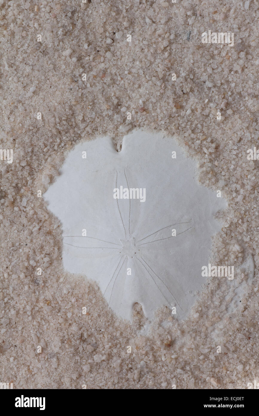 Sand dollar ocean sea shell hi-res stock photography and images - Alamy