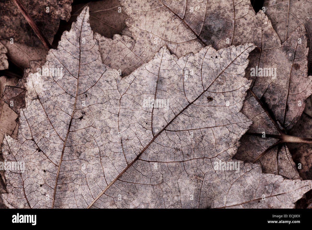 Close view of fallen maple leaf Stock Photo - Alamy