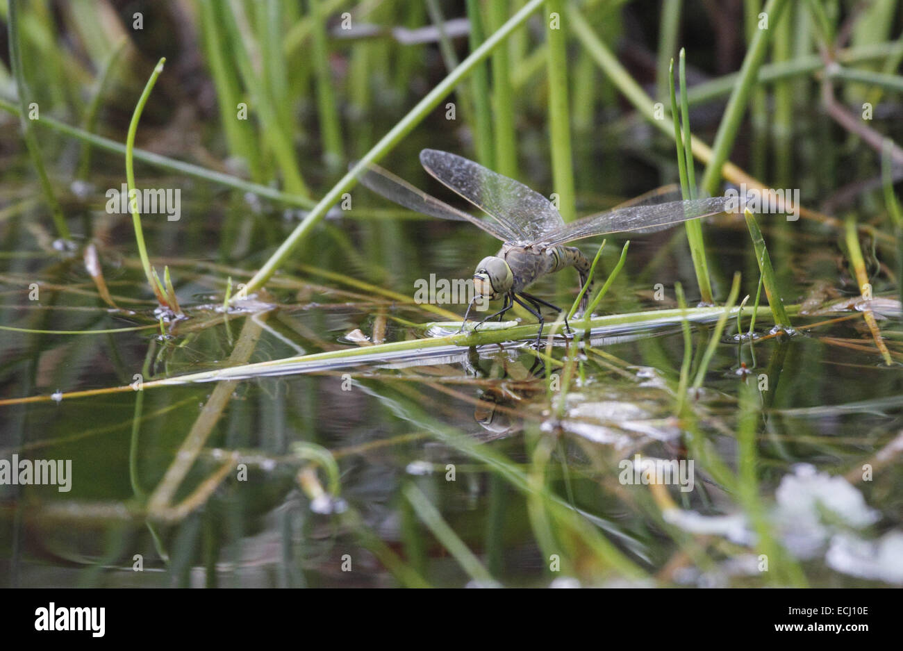Australian Emperor dragonfly Hemianax papuensis depositing eggs Stock ...