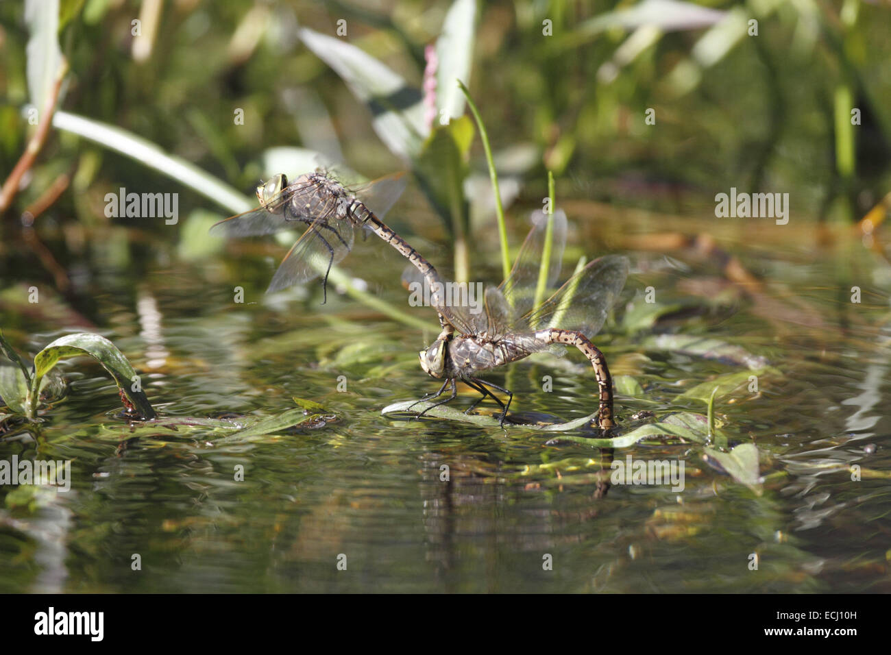 Australian Emperor dragonfly Hemianax papuensis pair mating and ...