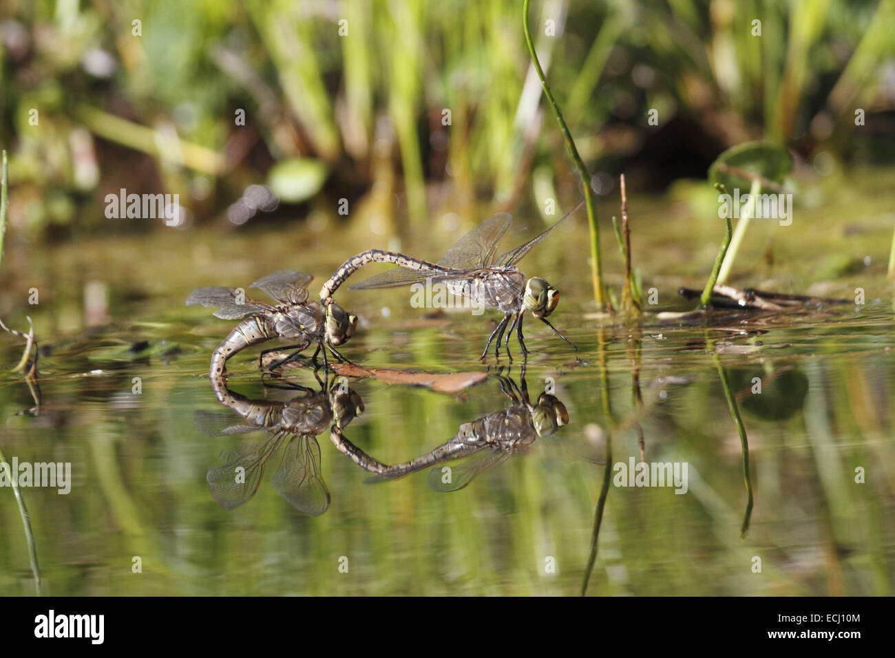 Australian Emperor dragonfly Hemianax papuensis pair mating and ...